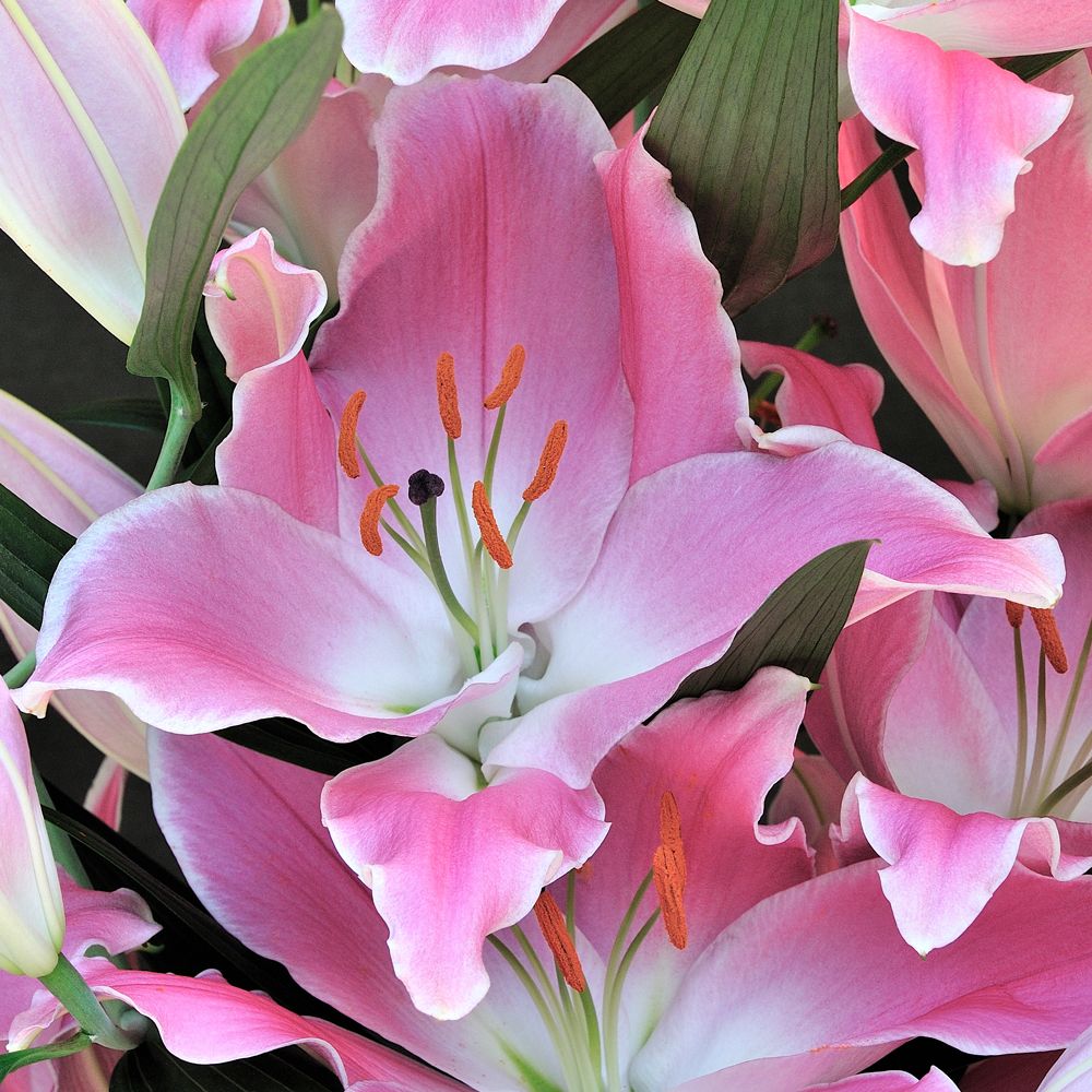 Lilium 'Queenfish' | White Flower Farm