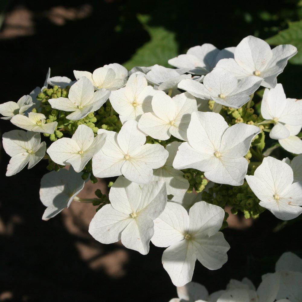 Hydrangea quercifolia 'Snow Queen' | White Flower Farm