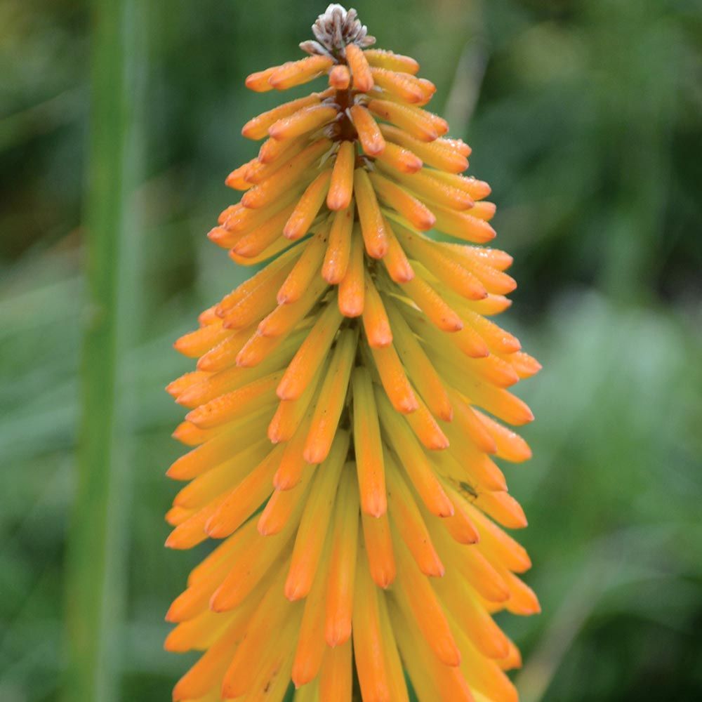 Kniphofia 'Mango Popsicle' | White Flower Farm