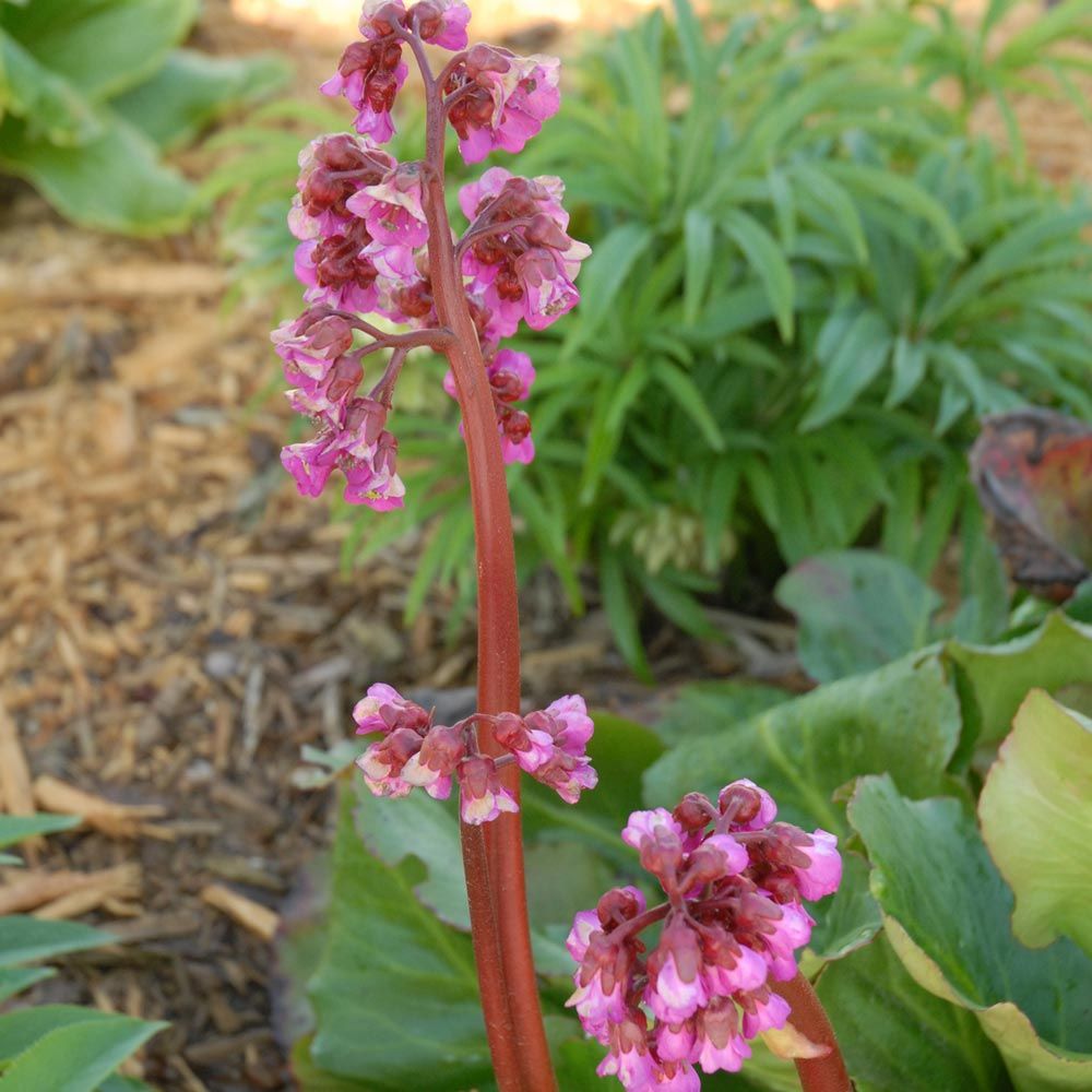 Bergenia Winter Glow