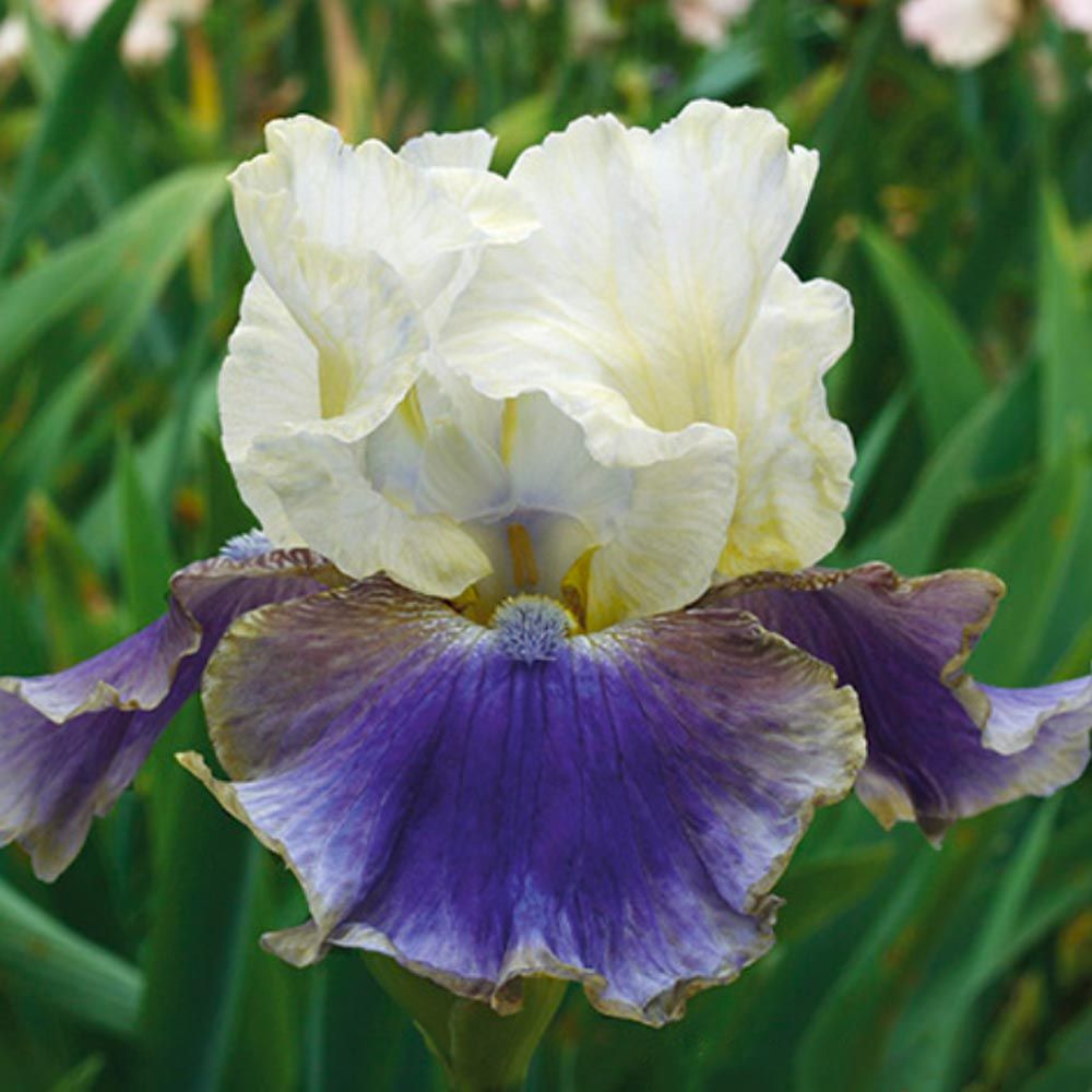 Pride of the Border Bicolor Iris Collection - 4 plants | White Flower Farm