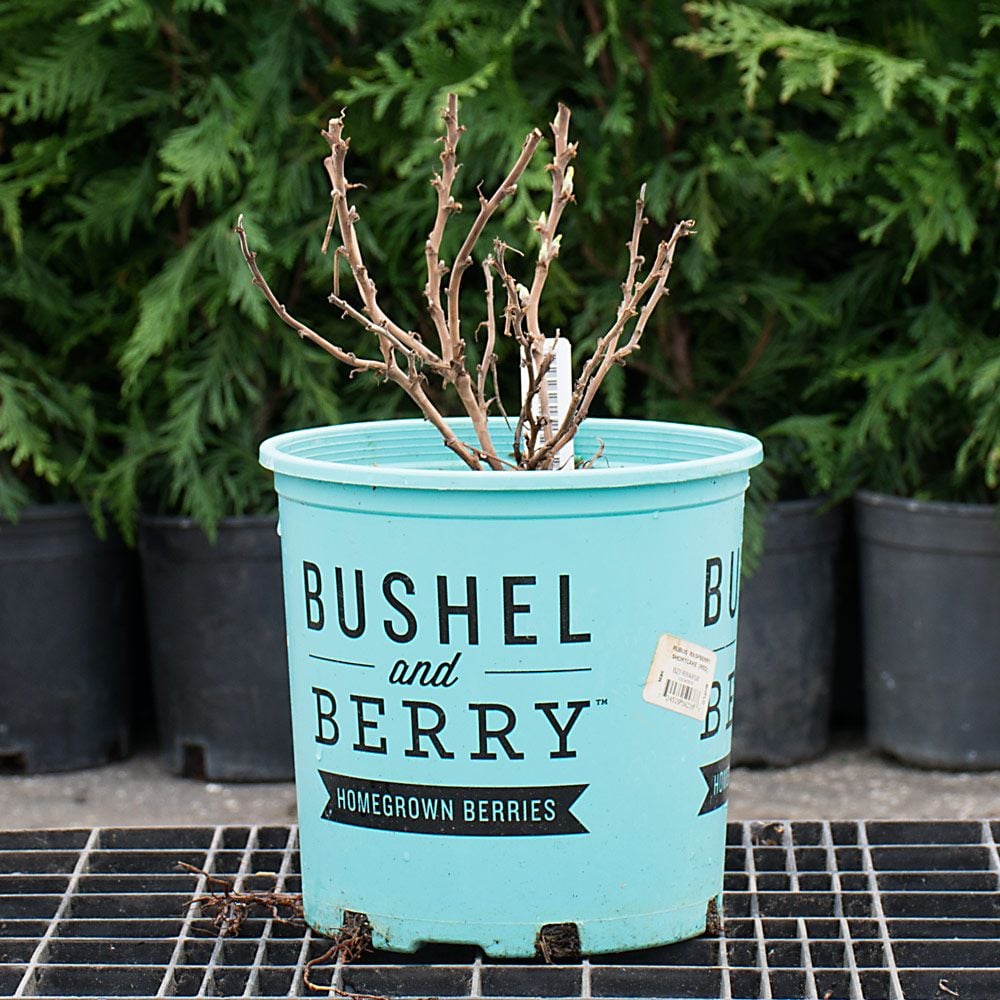 Raspberry Bushel and Berry® Raspberry Shortcake® | White Flower Farm