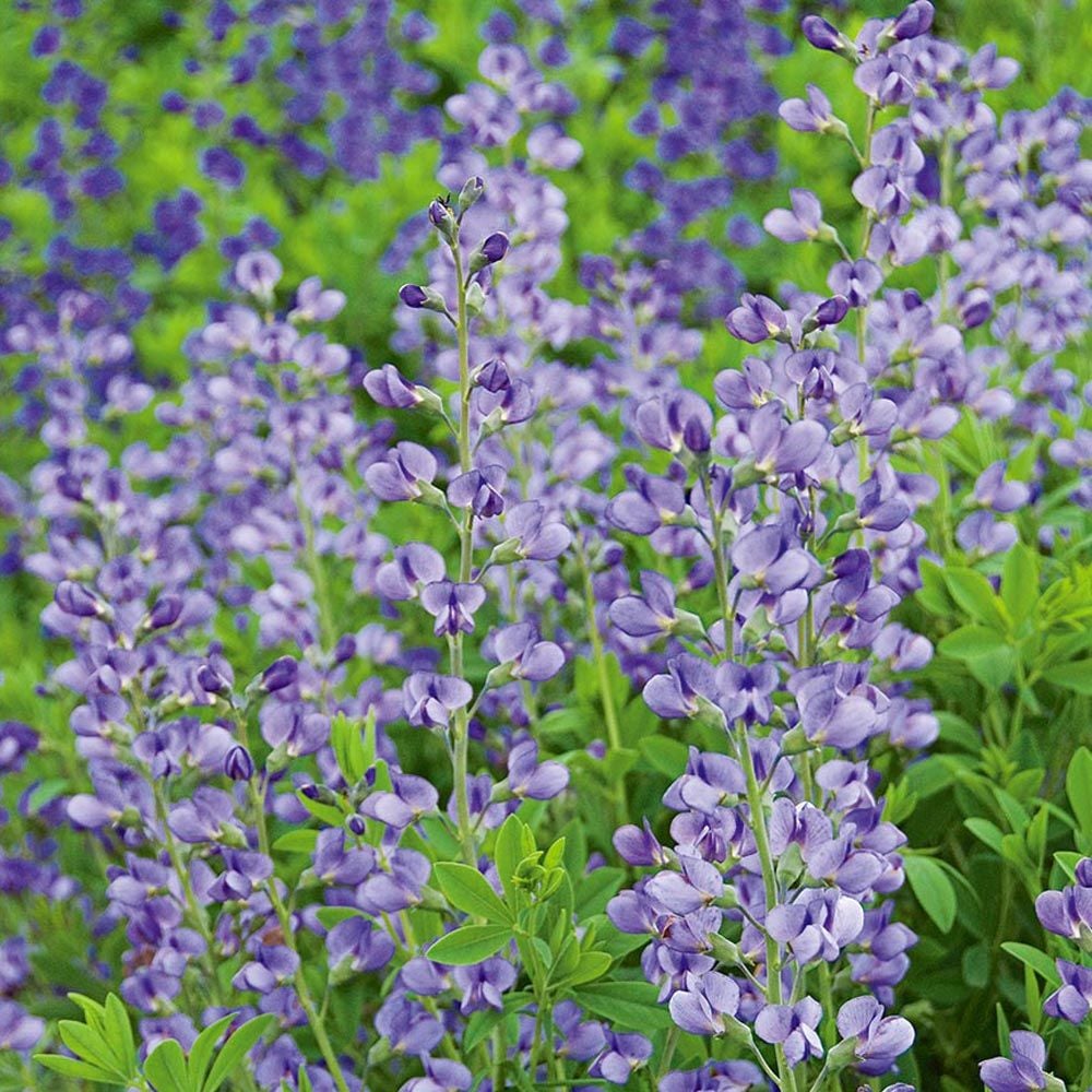 Baptisia australis | White Flower Farm