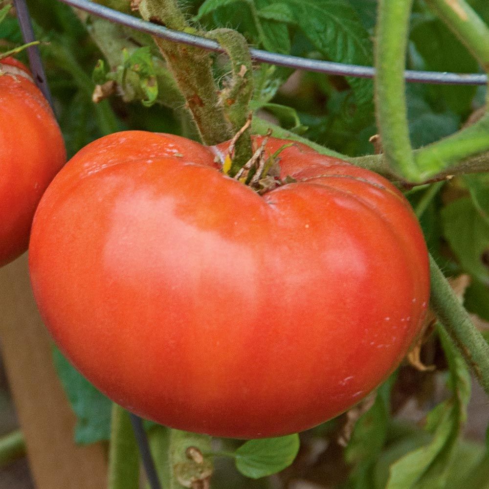 Tomato 'Mortgage Lifter' | White Flower Farm