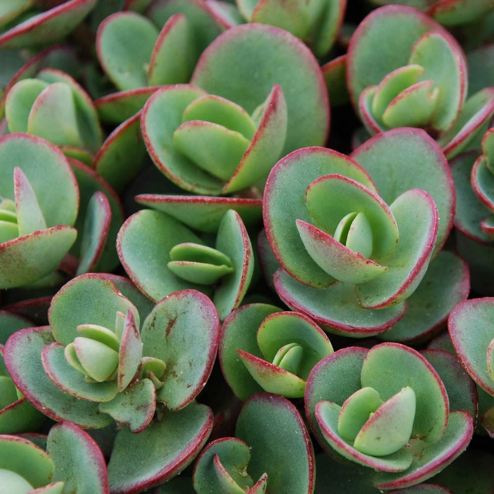 Sedum SunSparkler® 'Lime Zinger' | White Flower Farm
