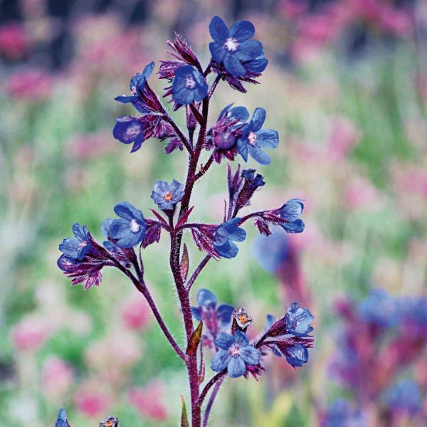 Anchusa azurea 'Dropmore' | White Flower Farm