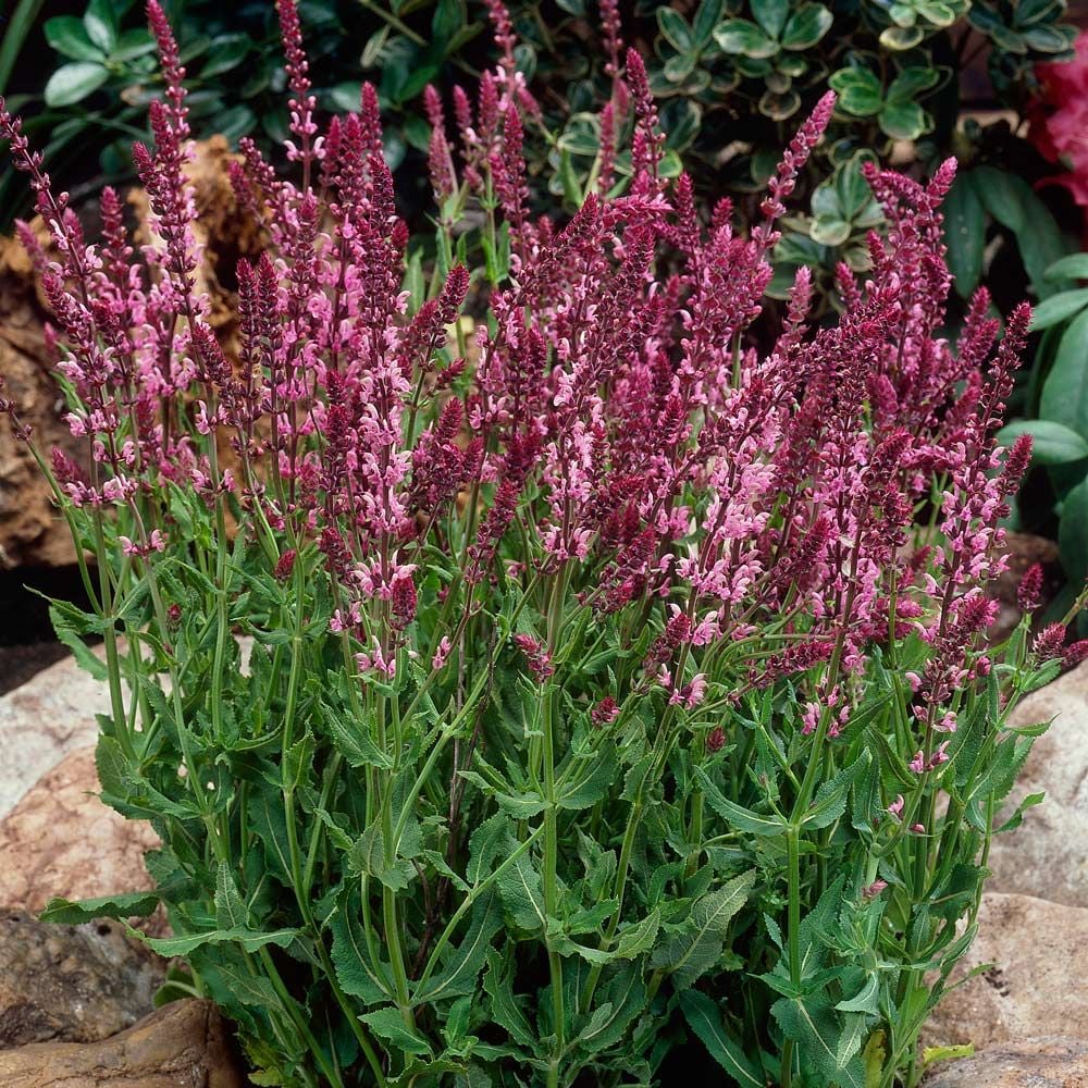 Salvia x sylvestris 'Rose Queen' | White Flower Farm