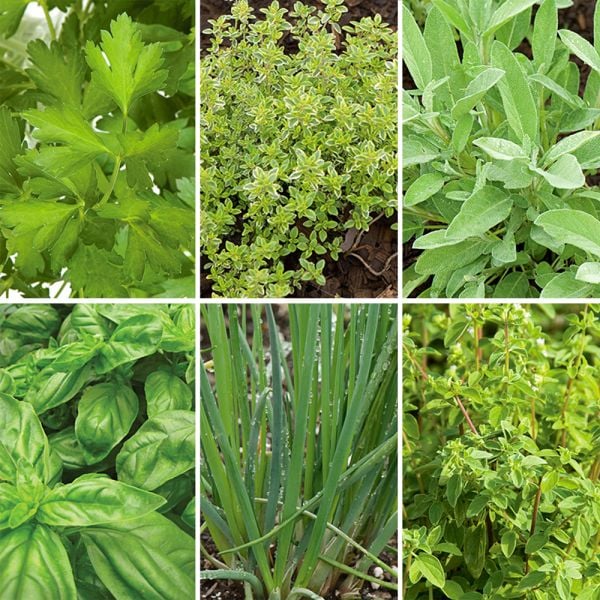 Beginner's Herb Garden | White Flower Farm