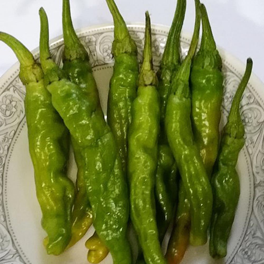 Shishito Pepper | White Flower Farm