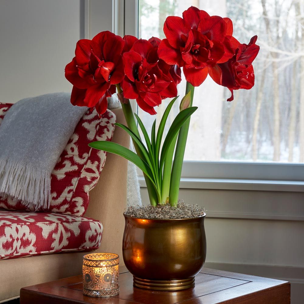 Amaryllis 'Velvet Nymph' | White Flower Farm
