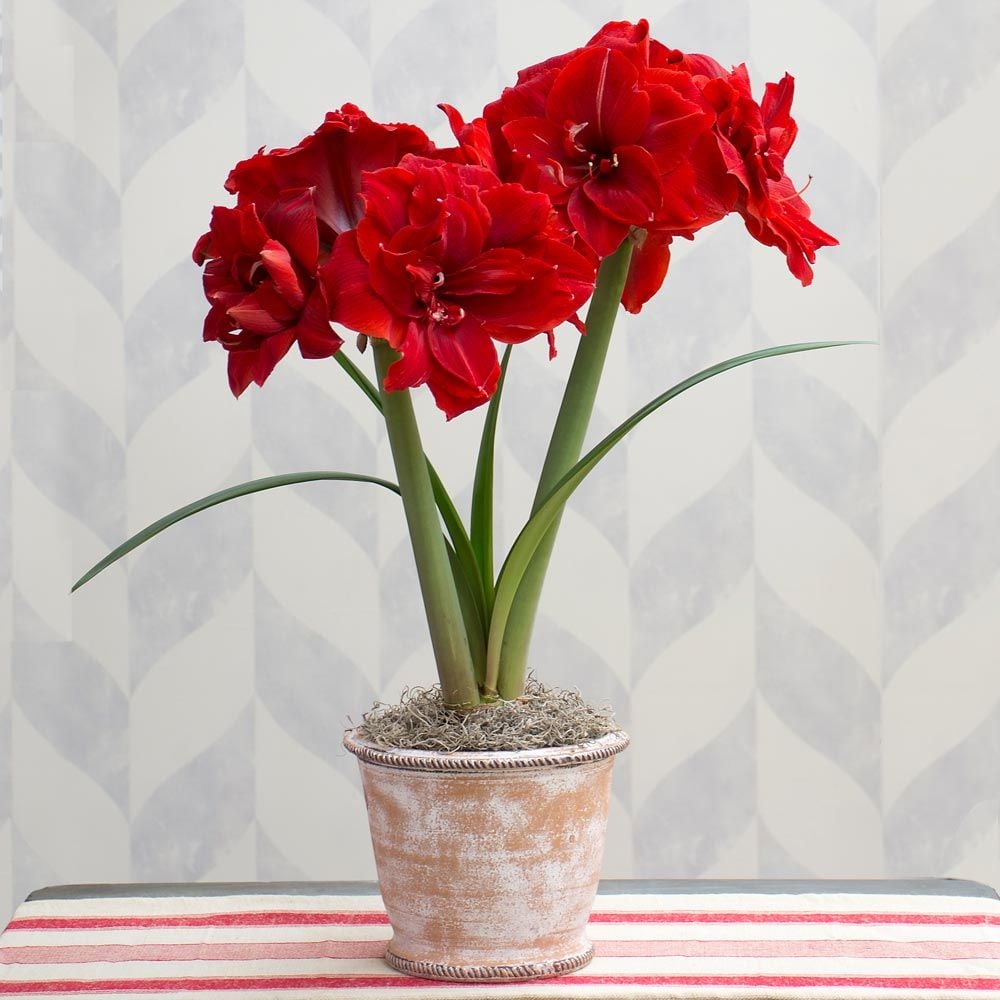 Amaryllis 'Red Toro,' one bulb in Roulette Pot and Saucer | White ...