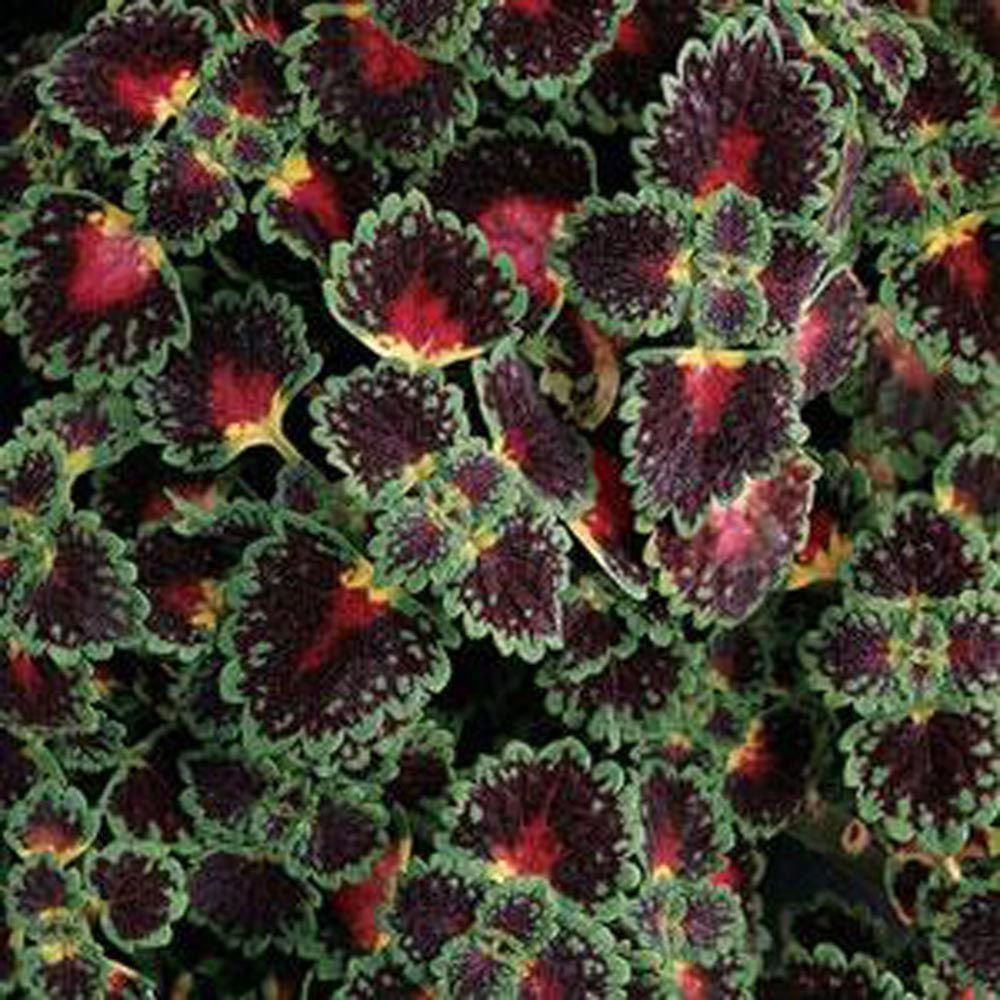 Coleus Lava™ Rose | White Flower Farm