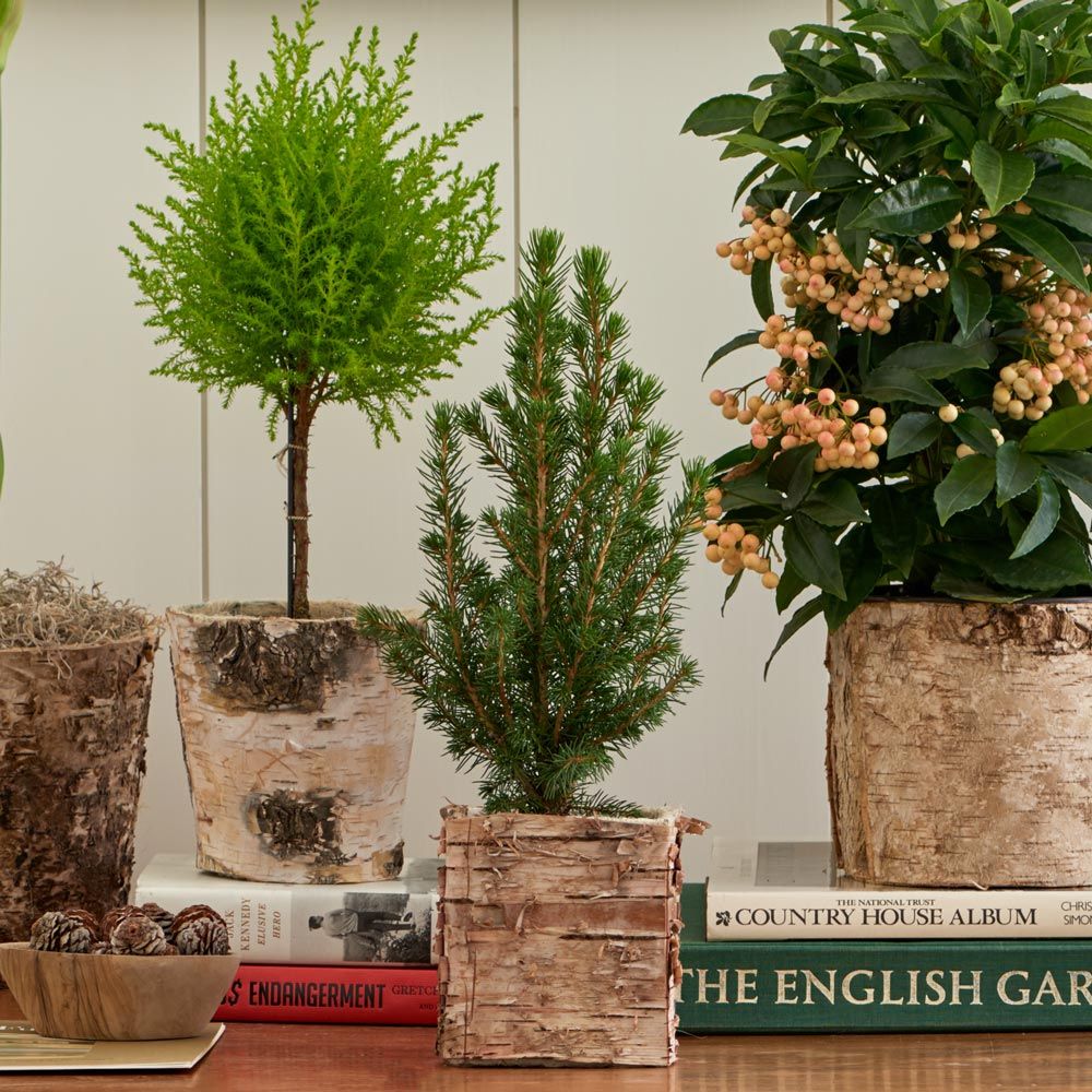 Dwarf Alberta Spruce Tree in 4" square Birch cachepot | White Flower Farm