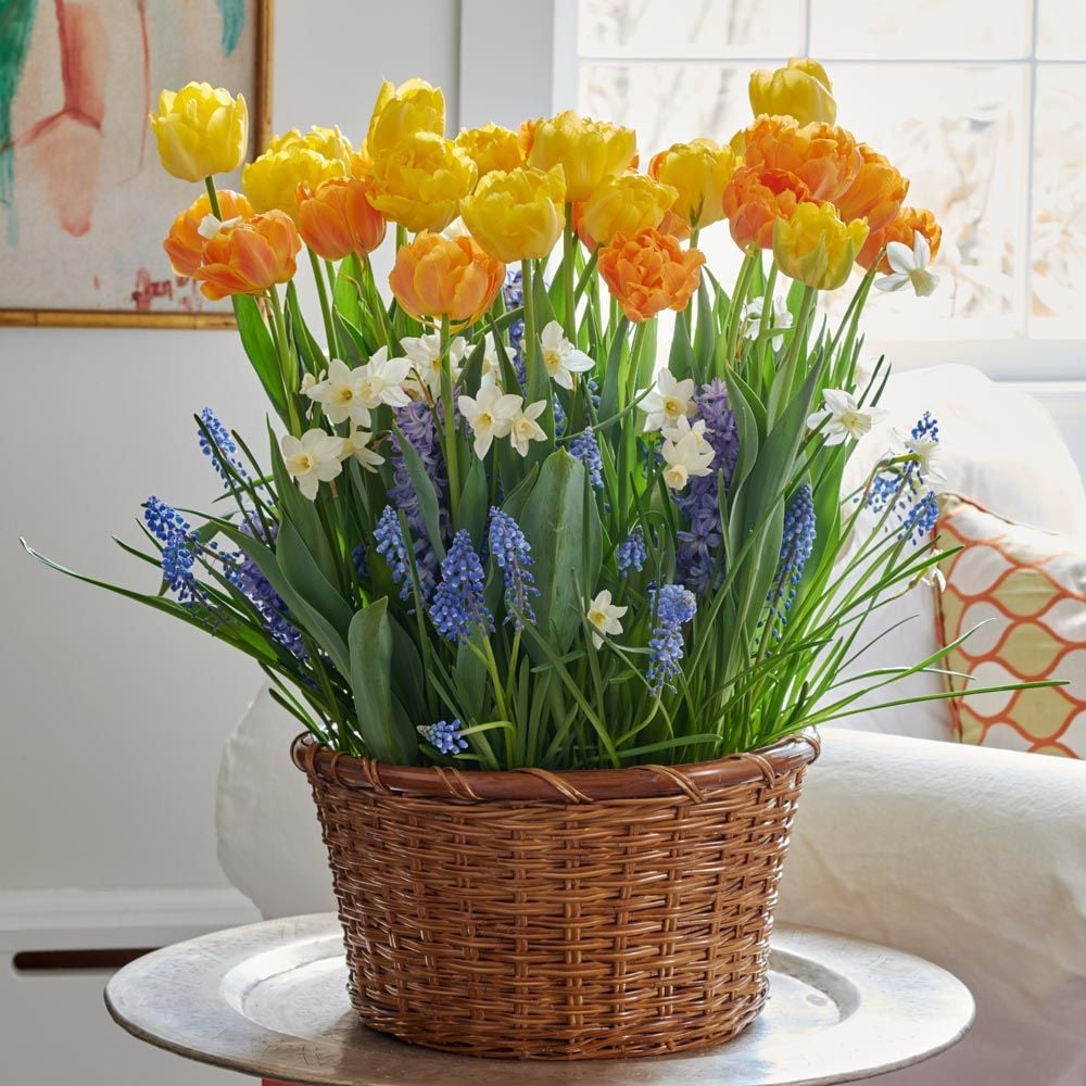 Picnic in Provence Bulb Collection | White Flower Farm