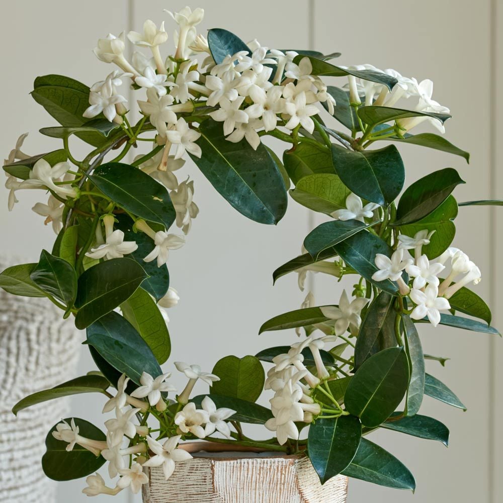 Purple Stephanotis Flower