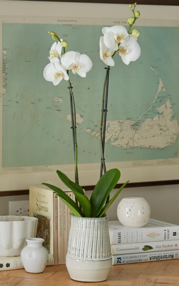 White Moth Orchid in 5½" ceramic cachepot | White Flower Farm