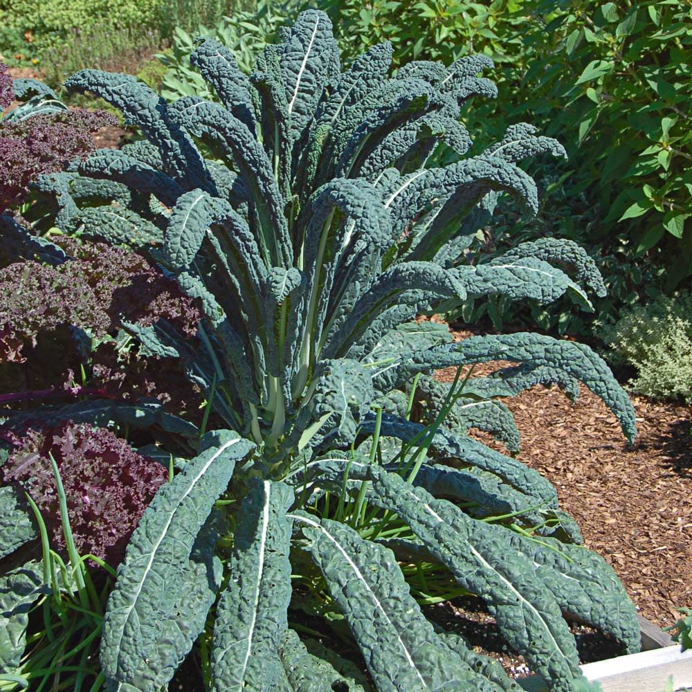 Kale Nero Di Toscano | White Flower Farm
