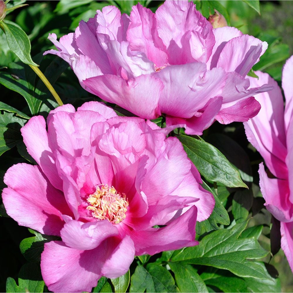 Itoh Peony 'First Arrival' | White Flower Farm