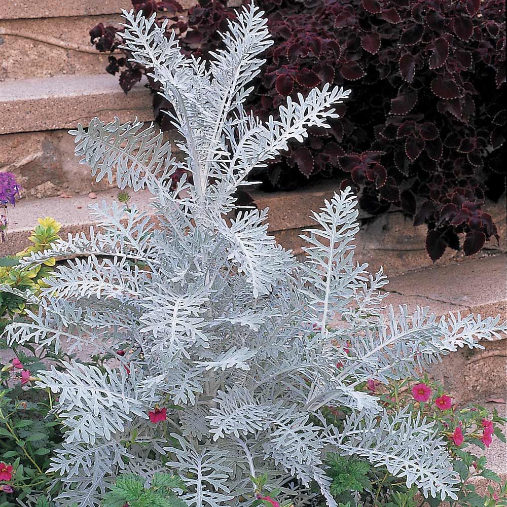 Centaurea White Flower