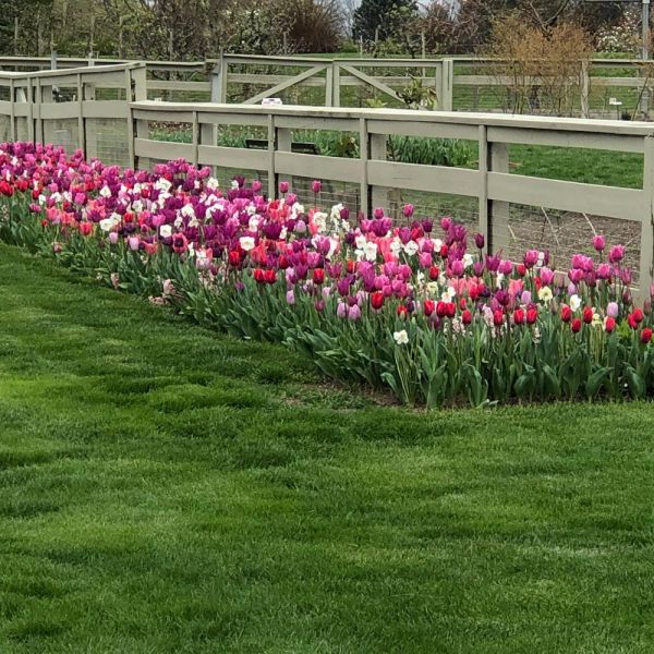 Longwood Elegant Pink Bulb Collection | White Flower Farm