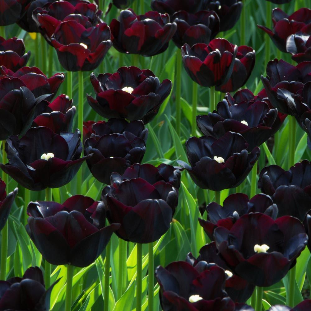 Tulip 'Paul Scherer' | White Flower Farm