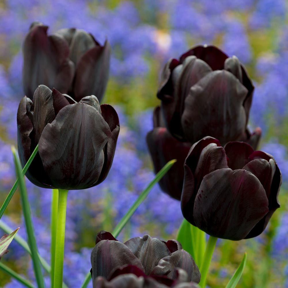 Tulip 'Paul Scherer' | White Flower Farm