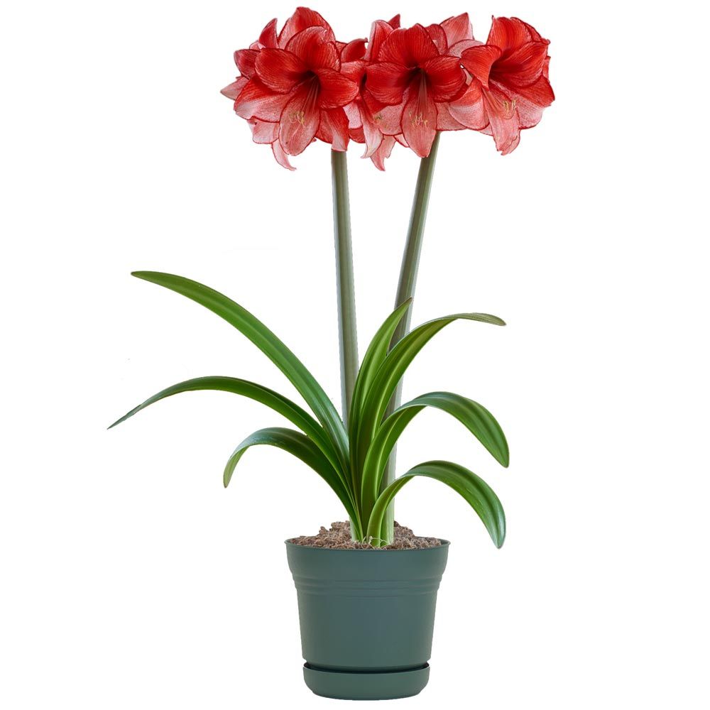 Amaryllis 'Charisma' | White Flower Farm