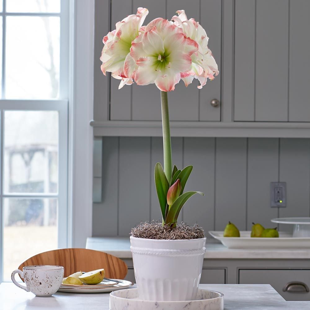 Amaryllis 'Candy Amadeus' | White Flower Farm