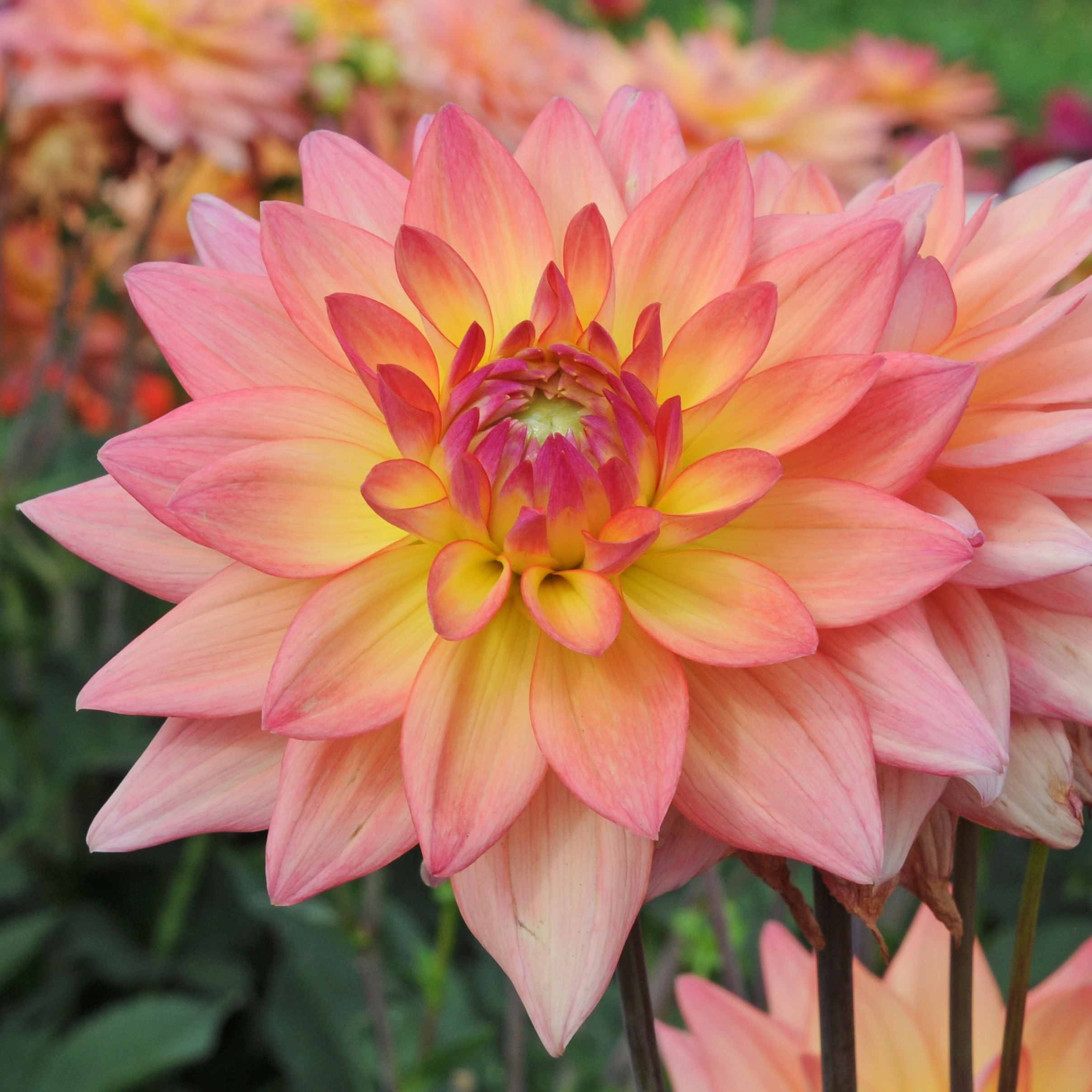 Dahlia 'Melody Dora' | White Flower Farm