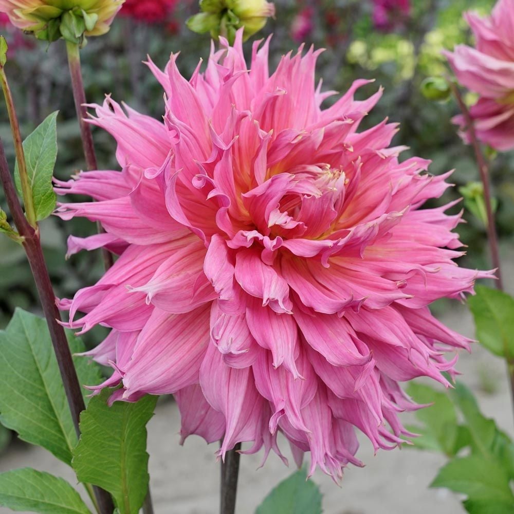 Dahlia 'Omega' | White Flower Farm