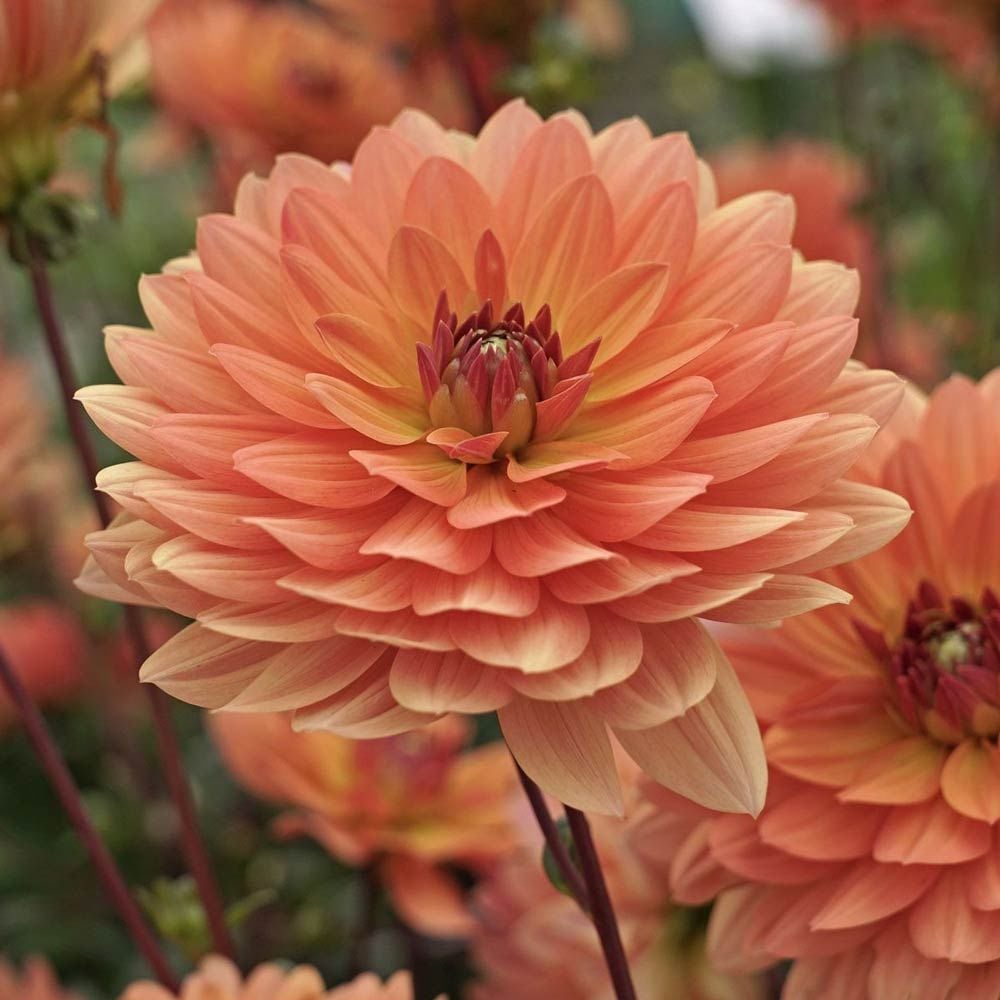 Dahlia 'Doctor P.H. Riedl' | White Flower Farm
