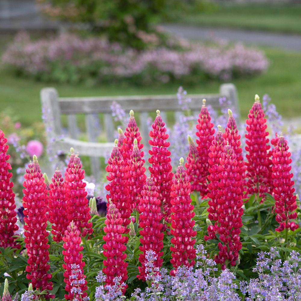 Lupinus 'Red Rum' | White Flower Farm