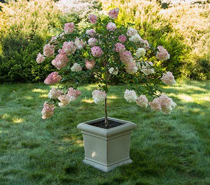 Hydrangea paniculata Vanilla Strawberry™ Tree Form | White Flower Farm