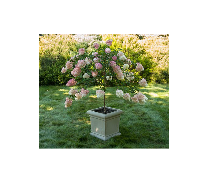 Hydrangea paniculata Vanilla Strawberry™ Tree Form | White Flower Farm