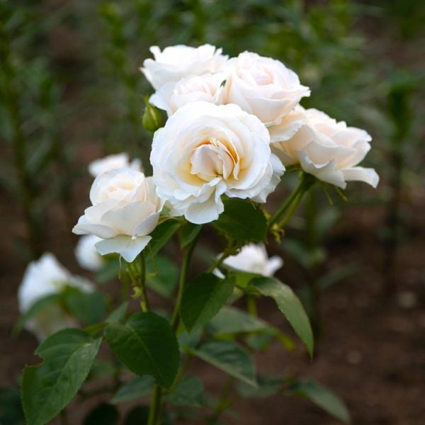 Rose Easy Spirit™ | White Flower Farm