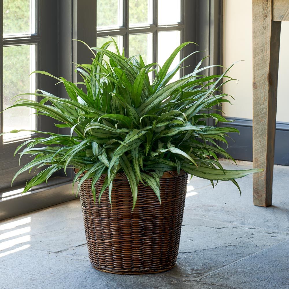 Chinese Evergreen 'Cutlass' | White Flower Farm