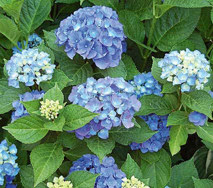 Hydrangeas by Botanical Name | White Flower Farm