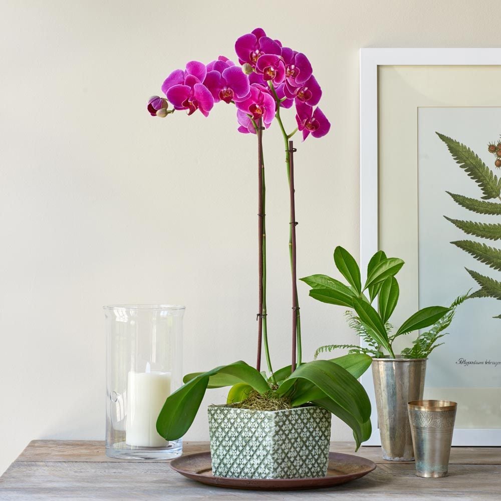 Fuchsia Moth Orchid in ceramic cachepot | White Flower Farm