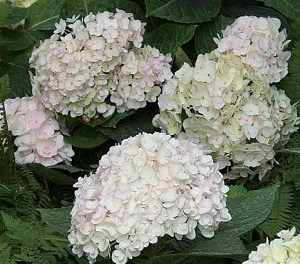 Hydrangea macrophylla Blushing Bride | White Flower Farm
