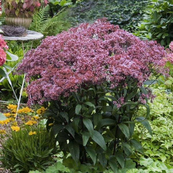 Eupatorium dubium 'Baby Joe' | White Flower Farm