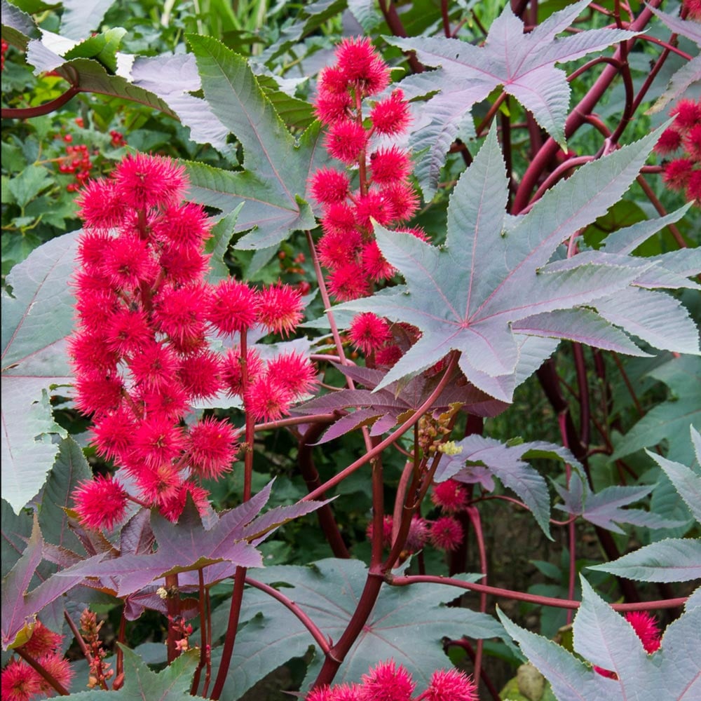 Ricinus 'Carmencita Bright Red' | White Flower Farm