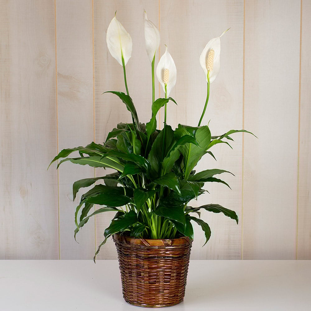 Peace Lily Flower Bunch | White Flower Farm