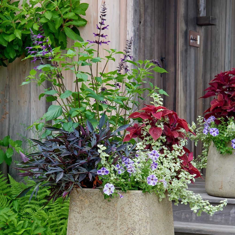 Pollinator Pleaser Container Garden | White Flower Farm