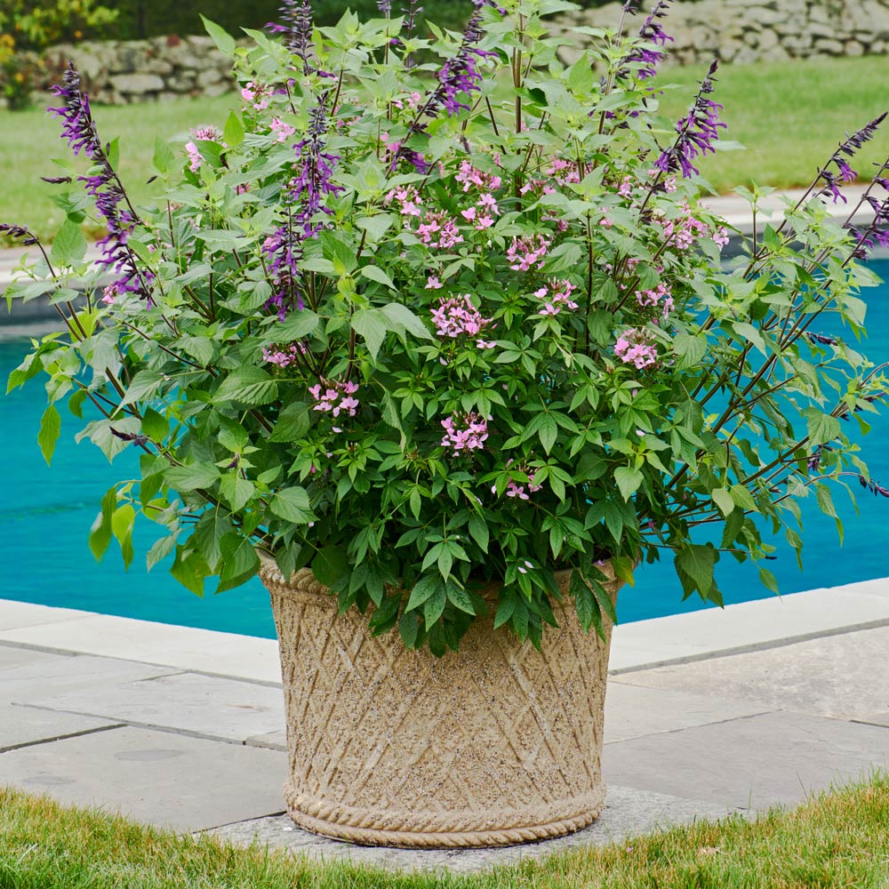 Milano Basket Weave Planter | White Flower Farm