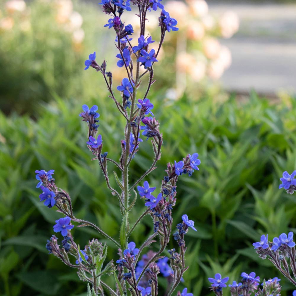 Anchusa azurea 'Dropmore' | White Flower Farm