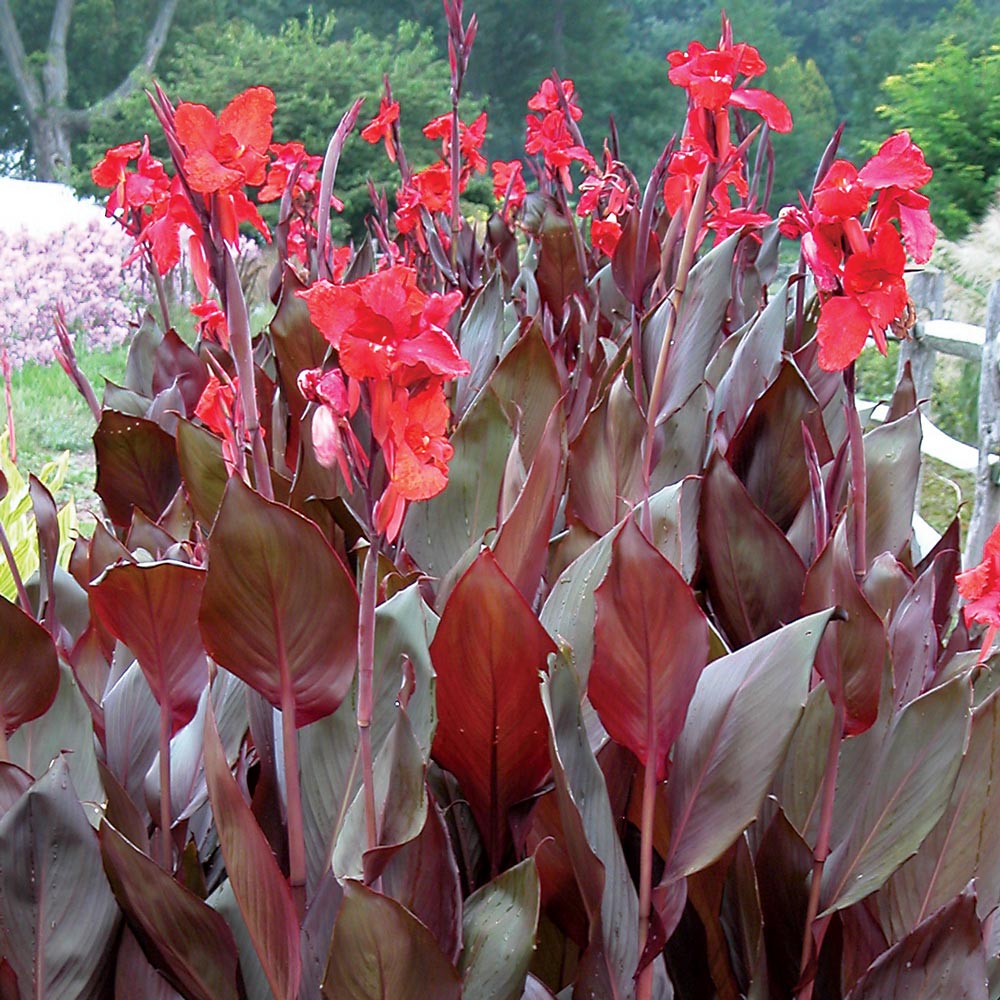 Canna 'Australia' | White Flower Farm