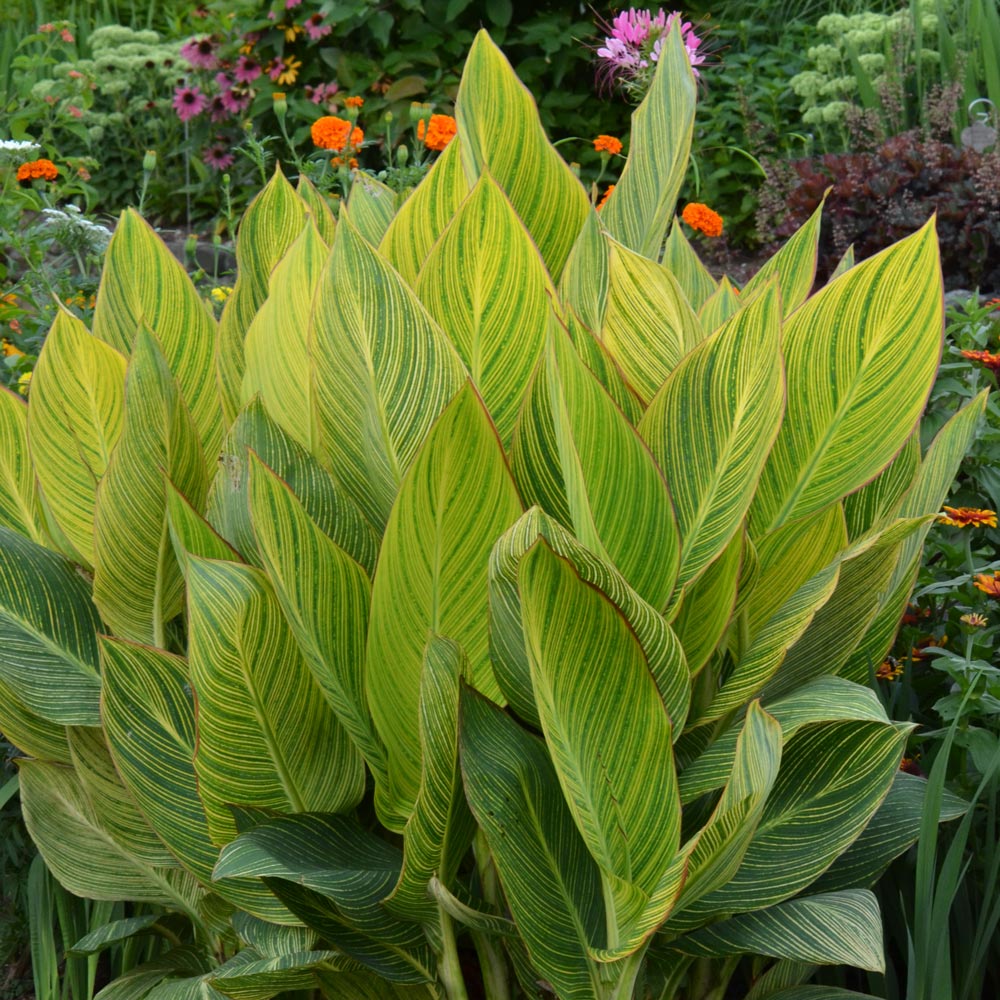 Canna 'Pretoria' | White Flower Farm