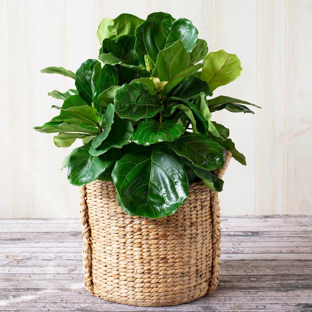 Fiddle-Leaf Fig | White Flower Farm