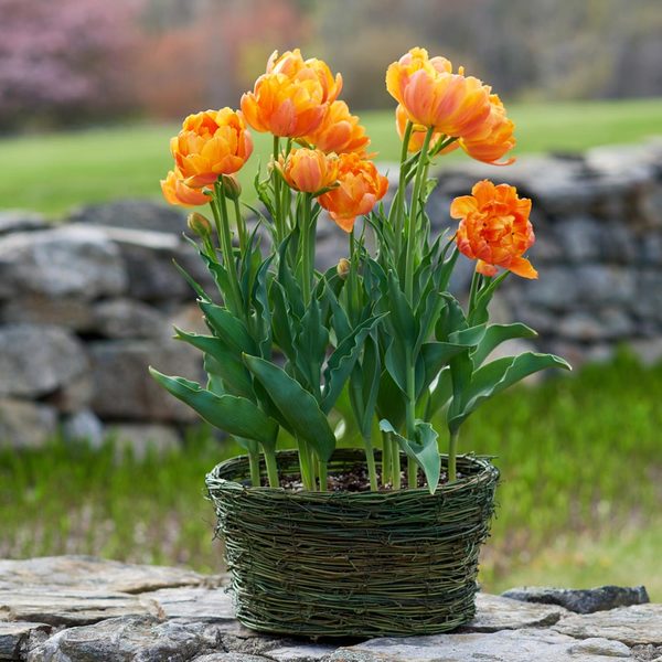 Tulip 'Orca,' Ready-to-Bloom Basket | White Flower Farm