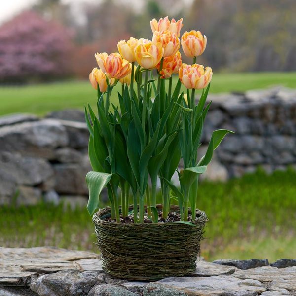 Tulip 'Foxy Foxtrot,' Ready-to-Bloom Basket | White Flower Farm